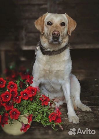 Лабрадор ретривер в добрые ручки