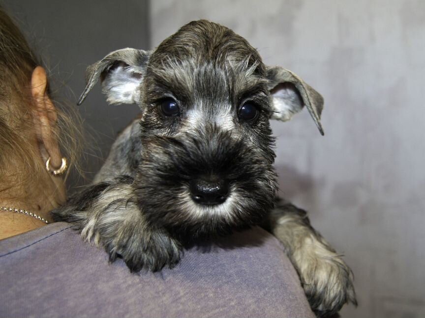 Цвергодетка