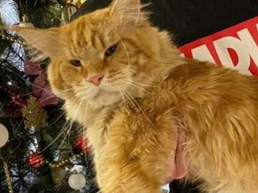 Котята мейн-кун рыжики