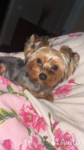 Йоркширский терьер