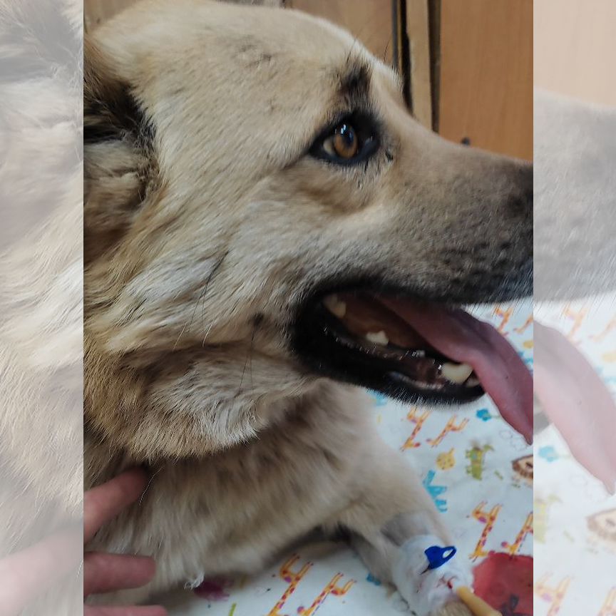 Взрослый пёс в добрые руки