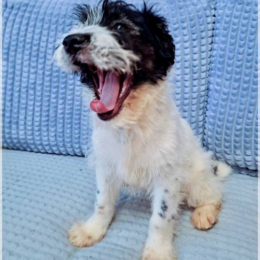 Щенок в добрые руки