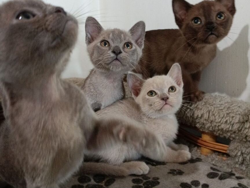 Бурманские котята