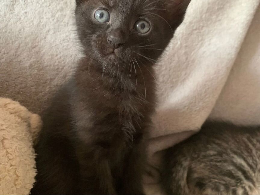 Котята