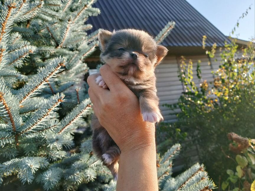 Крошка микро