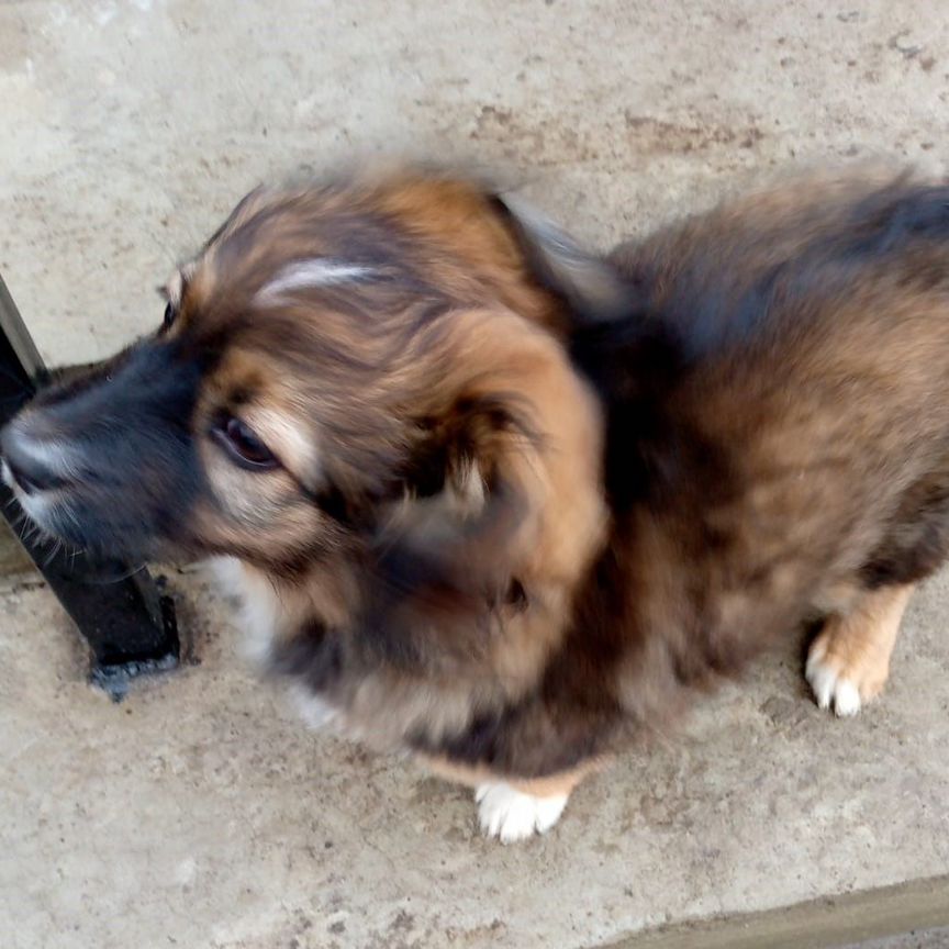 Щенок (кабель) в добрые руки бесплатно