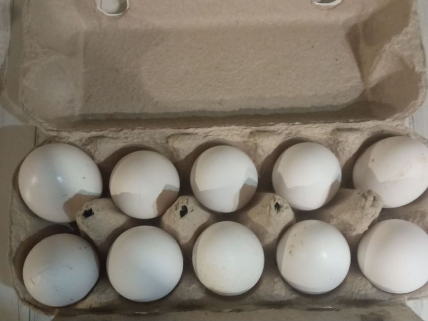 Декабл Уайт инкубационное яйцо