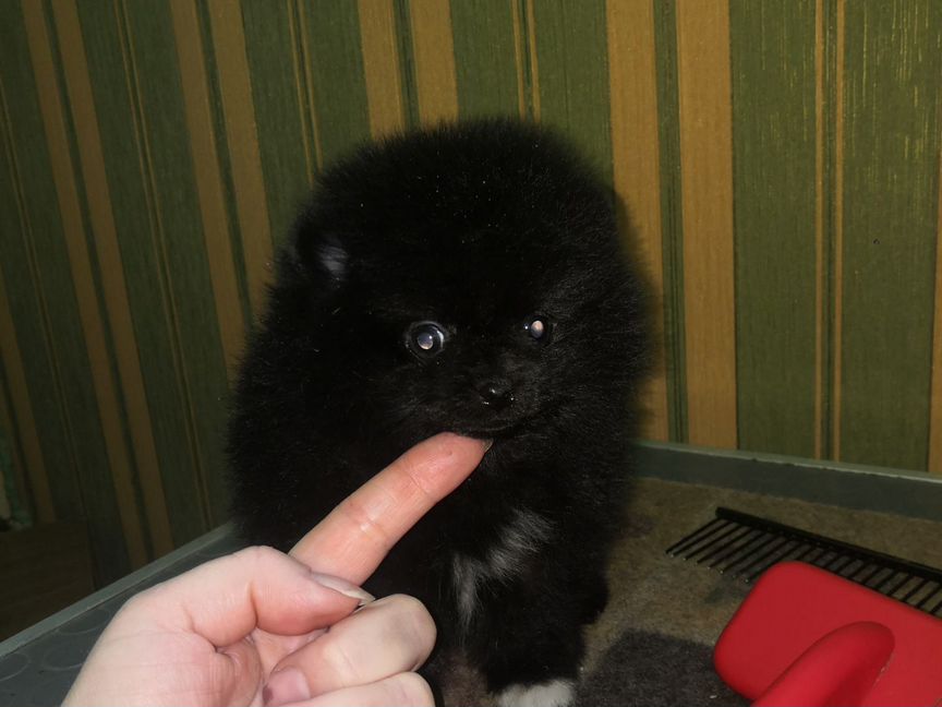 Померанский шпиц