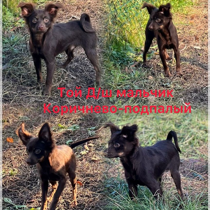 Той длинношерстный мальчик