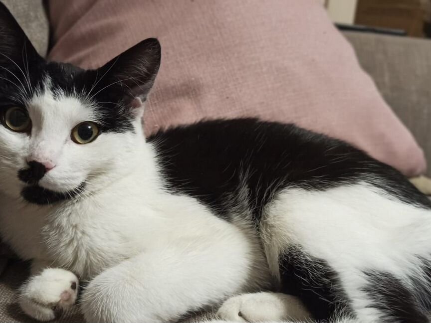 Ласковая кошечка-котенок в добрые руки