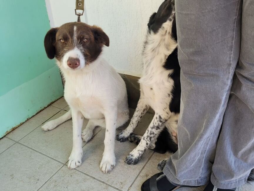 Собака 11 месяцев стерилизованная