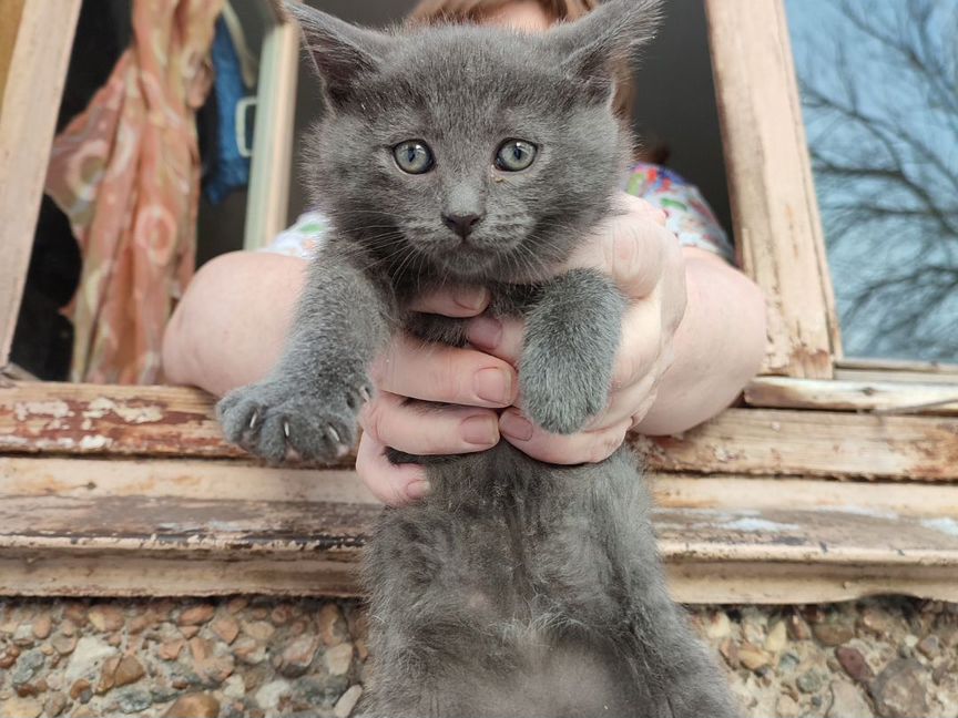 Котята в дар