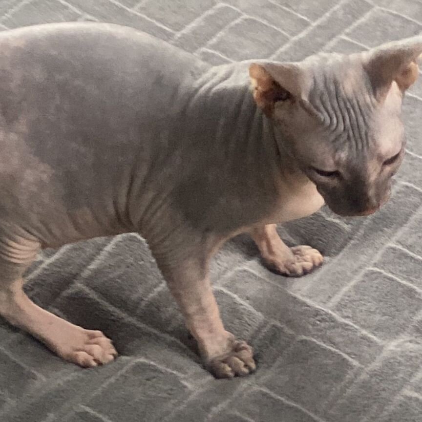 Канадский сфинкс котёнок