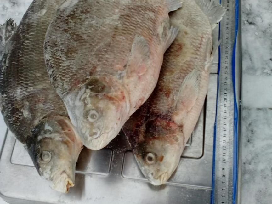 Карась замороженный на корм животным