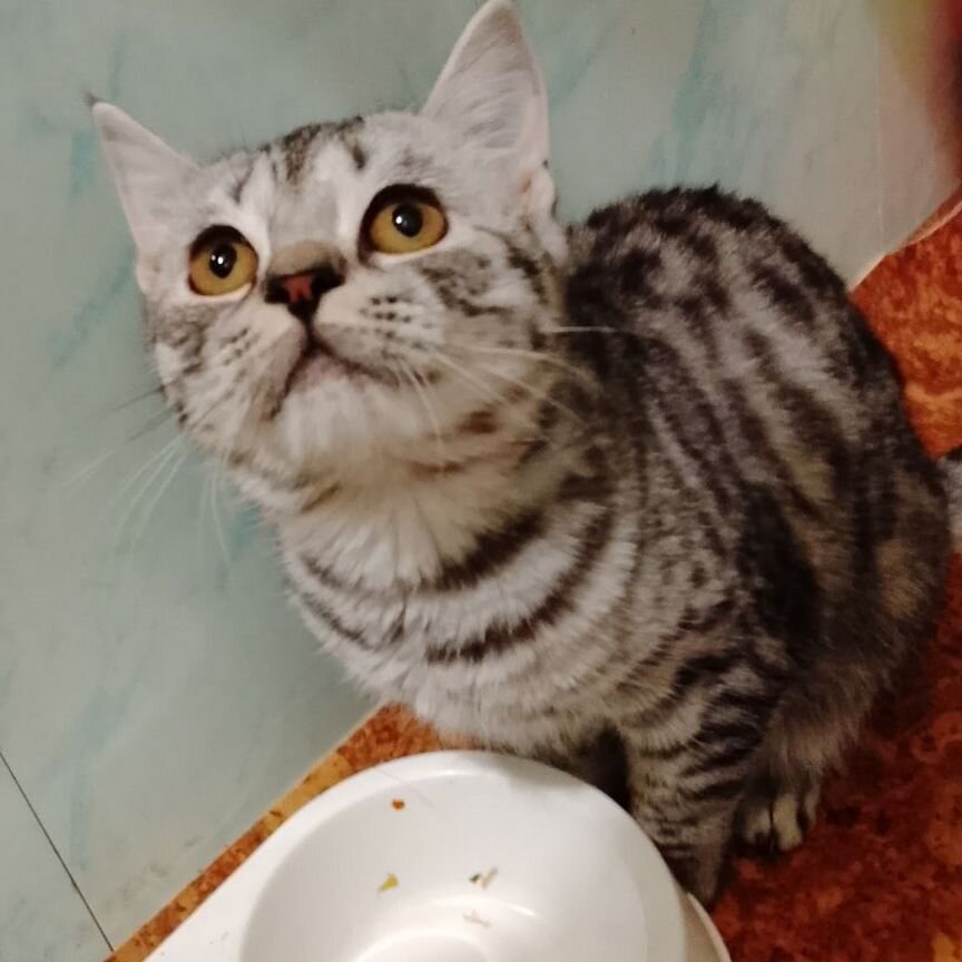 Шотландский прямоухий короткошёрстный котёнок