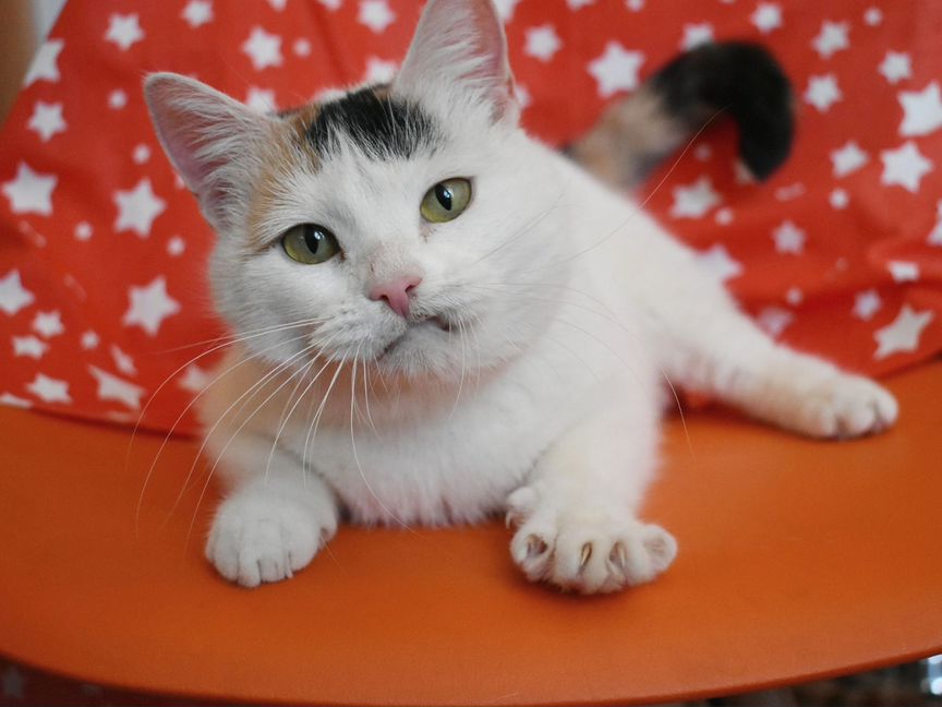 Кошечка особенная