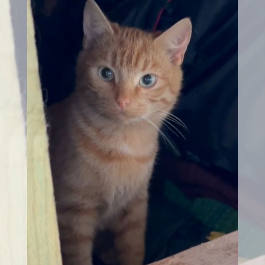 Котята обречены если не спасти.Рыжик и черепашка