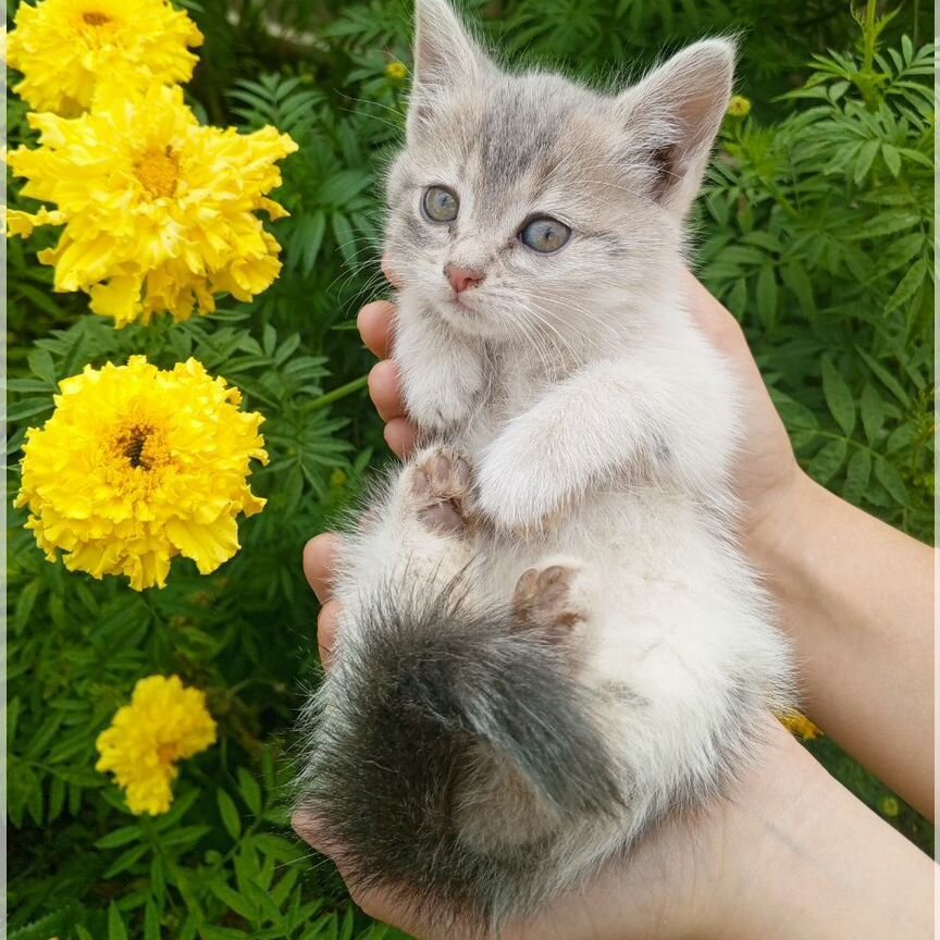 Котята в добрые руки бесплатно 1,5 месяца