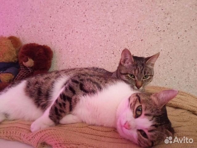 Молодые стерилизованные привитые кошки и от бешенс