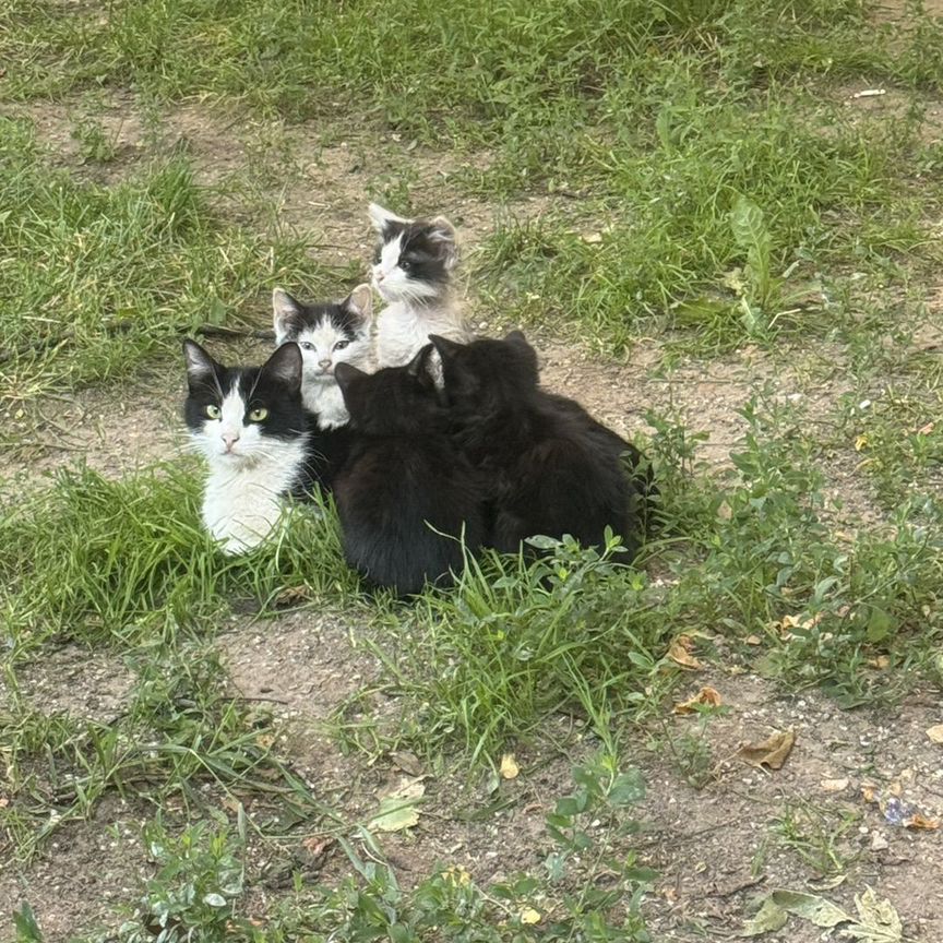 SOS маленьким котятам нужна помощь