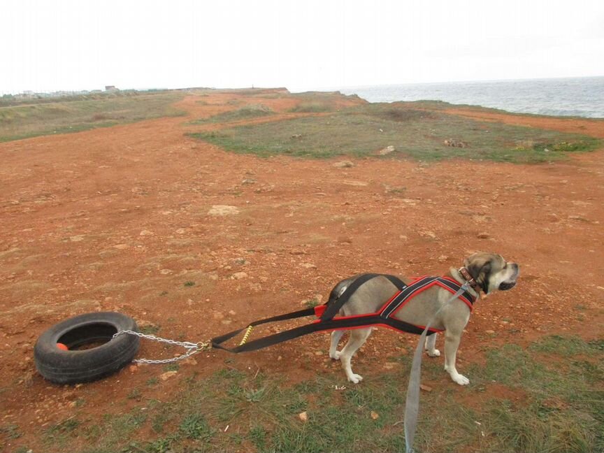 Шлейка для собаки