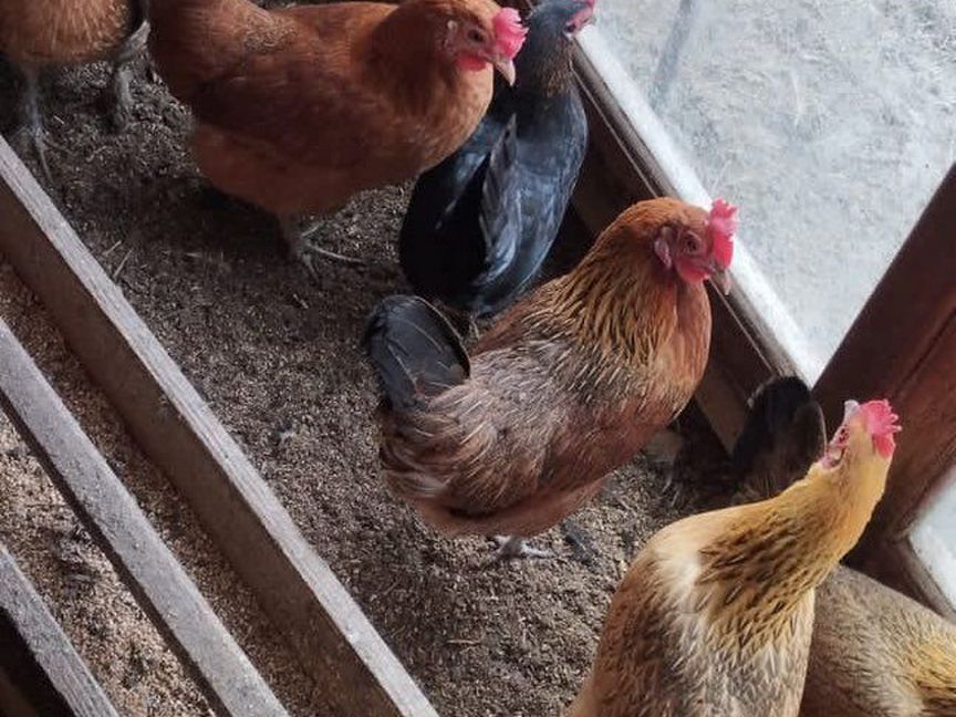 Инкубационное яйцо бентамки