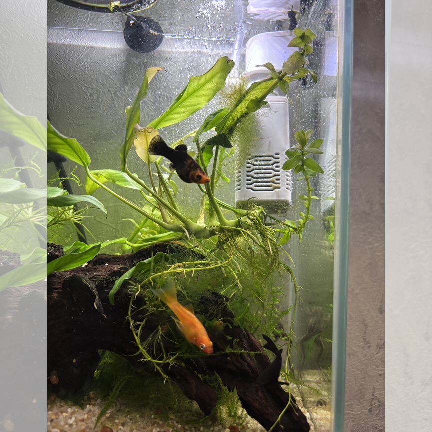 Рыбки молинезии 3шт