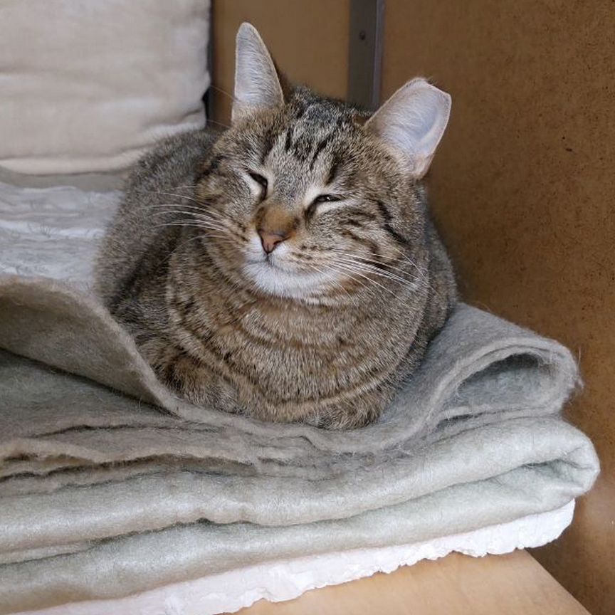 Кошка ищет семью