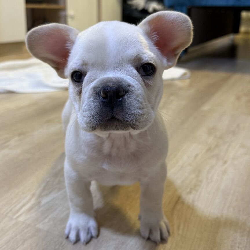 Французский бульдог, щенок