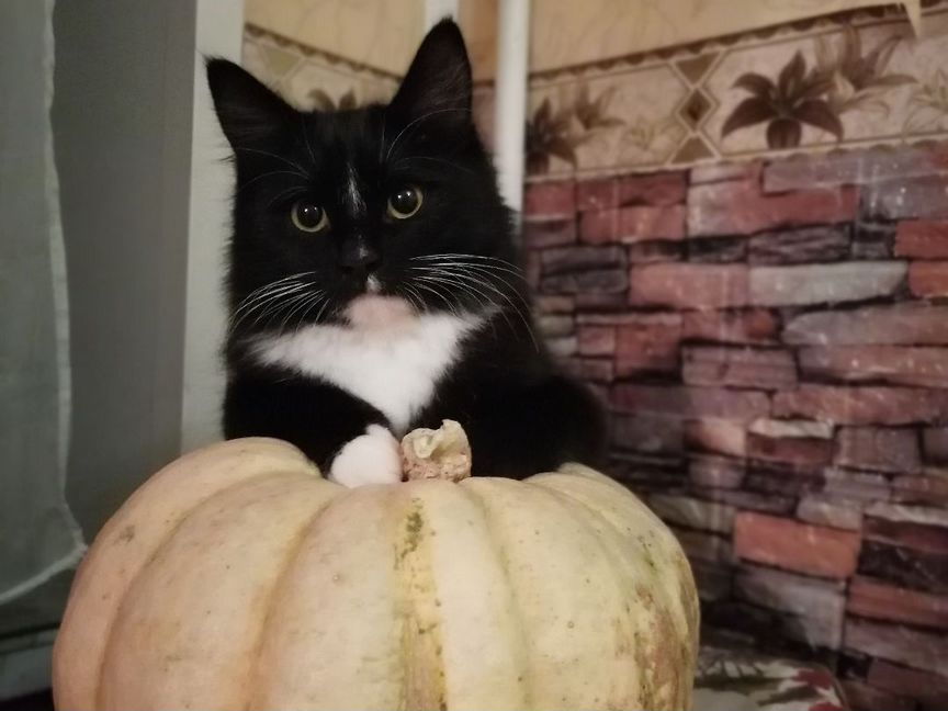 Ева в добрые руки