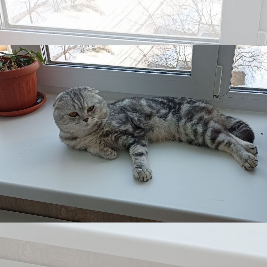 Шотландский вислоухий длинношёрстный котёнок