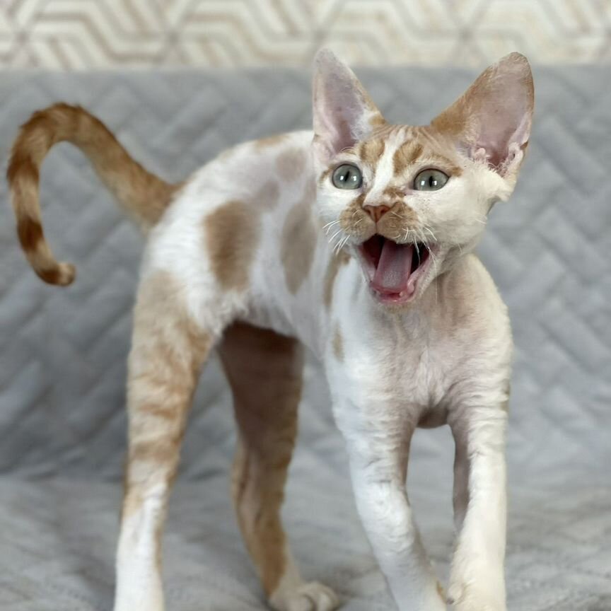 Котенок девон рекс 4 месяца