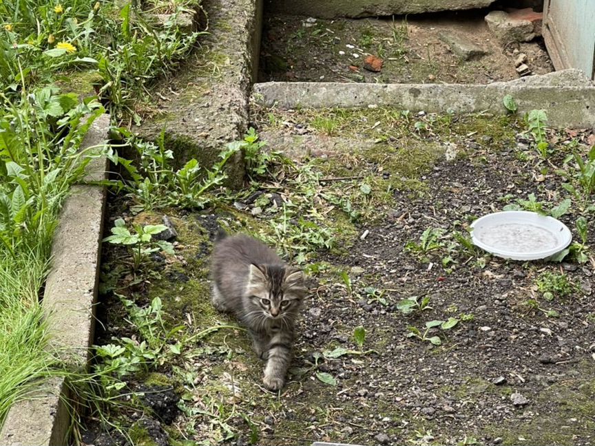 Котенок 2 месяца нуждается в доме