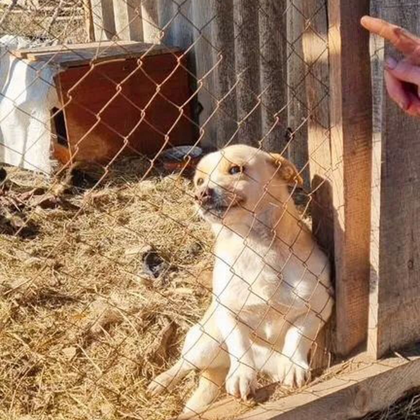 Щенок девочка в добрые руки