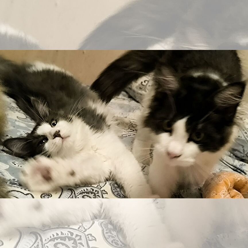 Котята мейн-кун