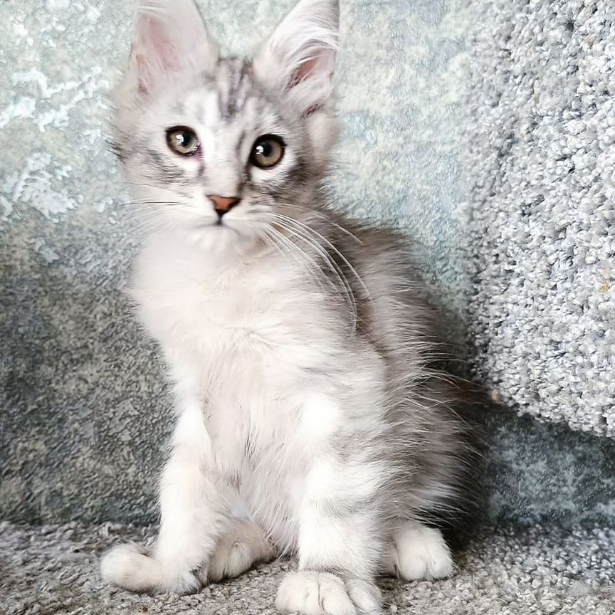 Мейн-кун девочка