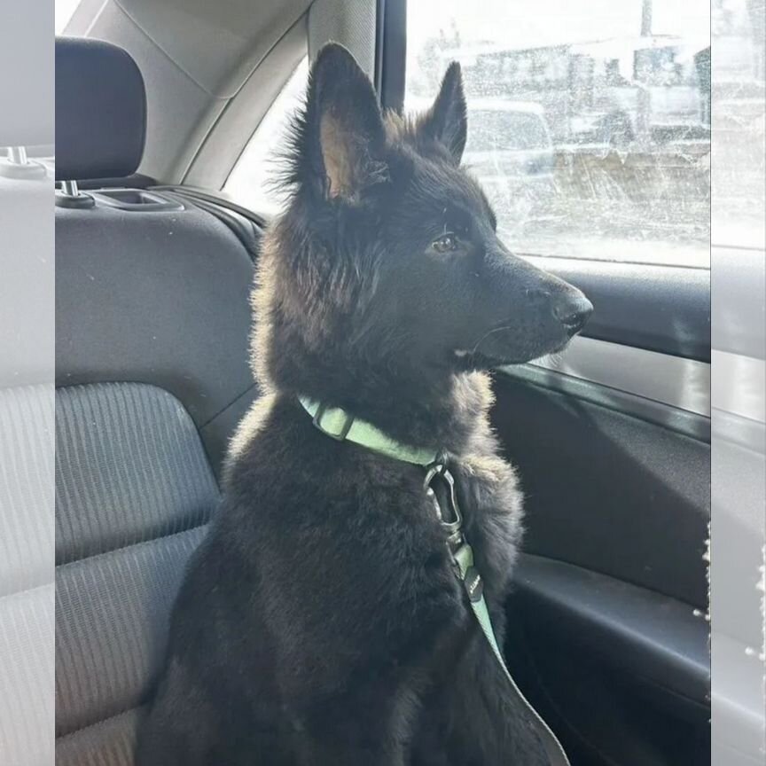 Немецкая овчарка черная длинношерстная