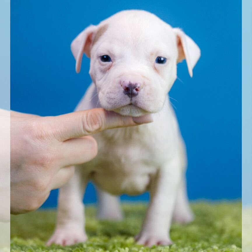 Мальчик Стаффорд для любви и обожания