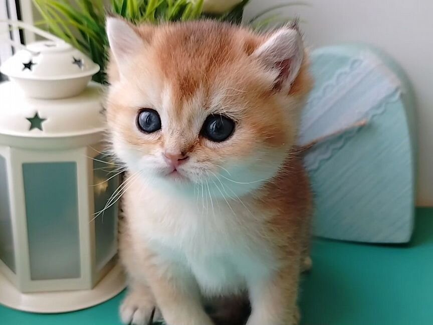 Шотландские котята