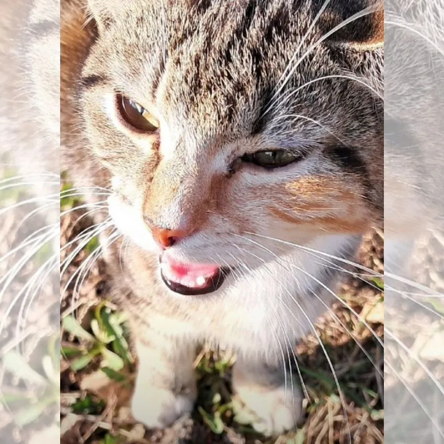 Котята в добрые руки бесплатно