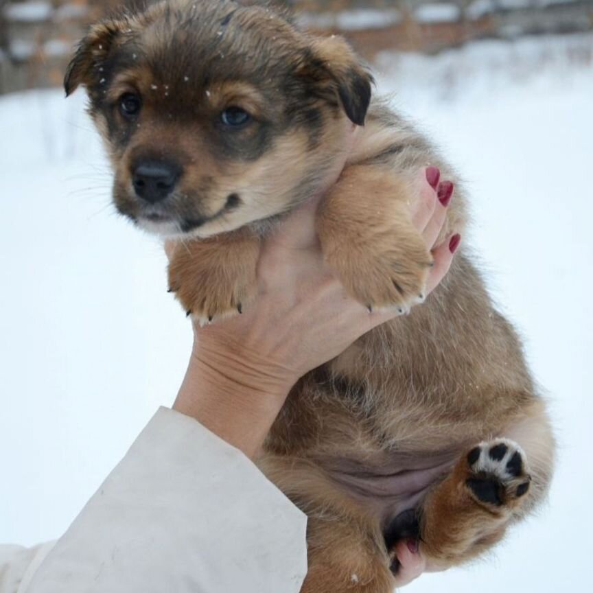 Милаха, 2 месяца, красавица, умничка