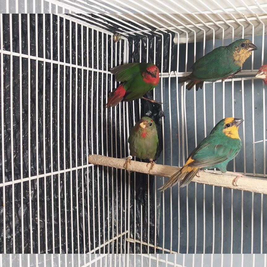 Попугайная амадина