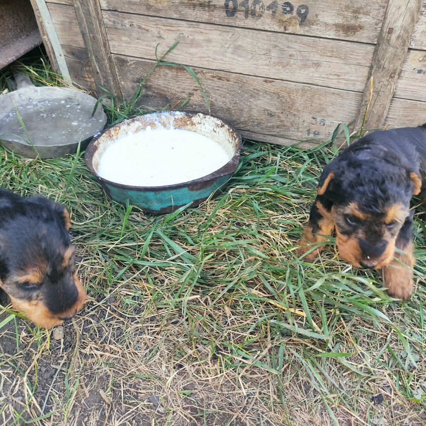 Щенки вельштерьера