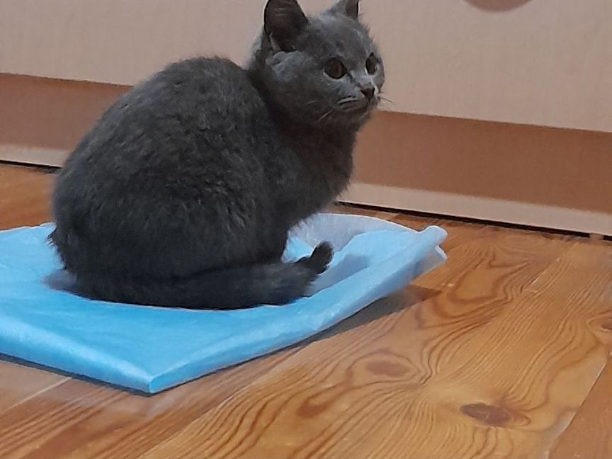 Кошечка