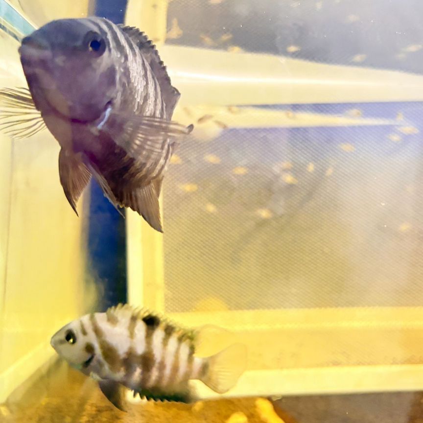 Рыба в аквариум