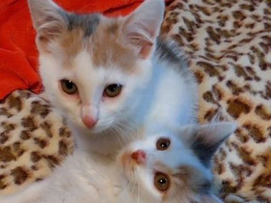 Котёнок