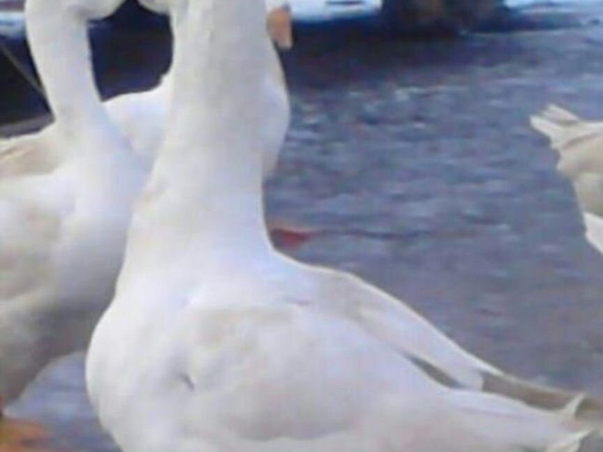 Холмогорские гуси