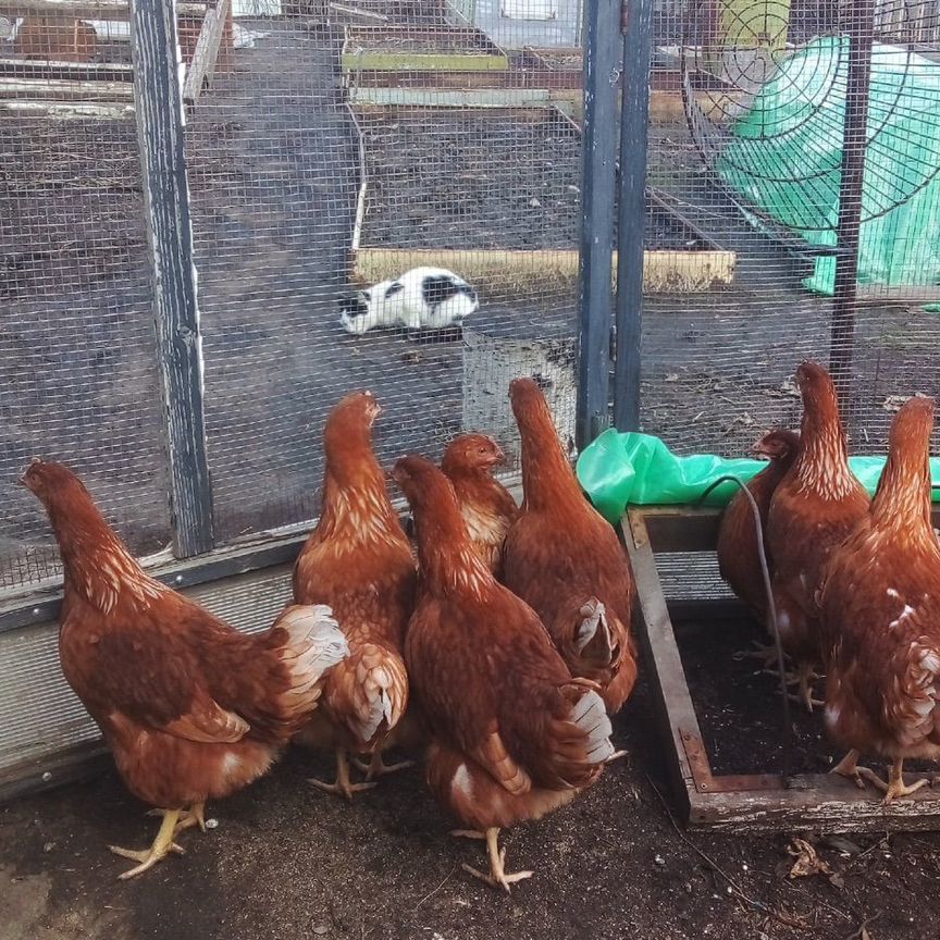 Куры несушки коричневые