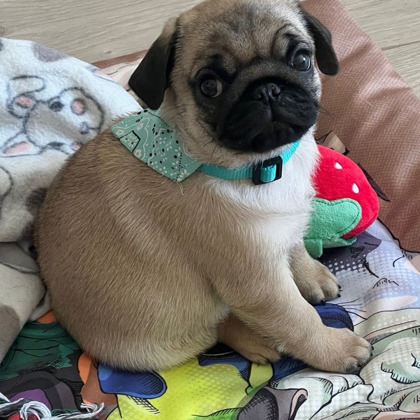 Мопс, щенок