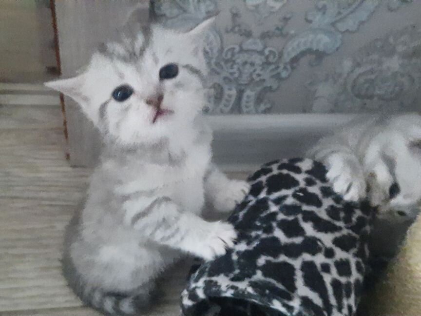 Котята 4 девочки и один мальчик 1 месяц